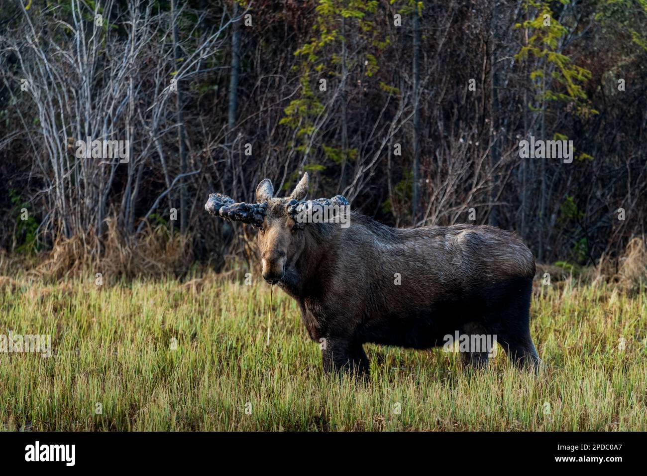 Side profile of a large adult moose taken in Yukon Territory, northern ...