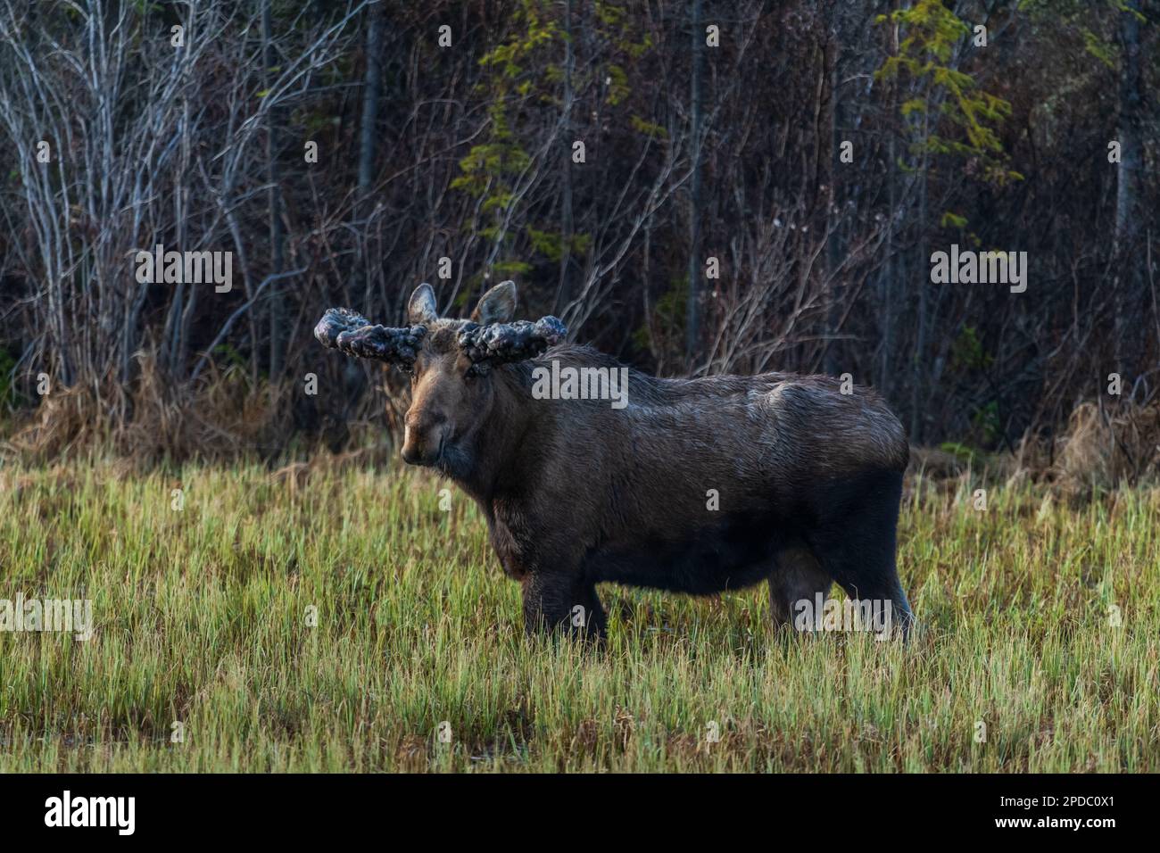 Side profile of a large adult moose taken in Yukon Territory, northern ...
