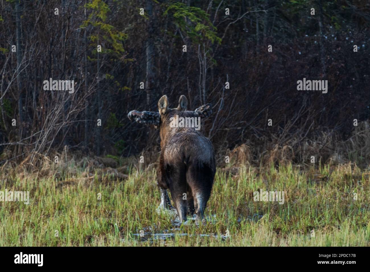 Adult moose hi-res stock photography and images - Alamy