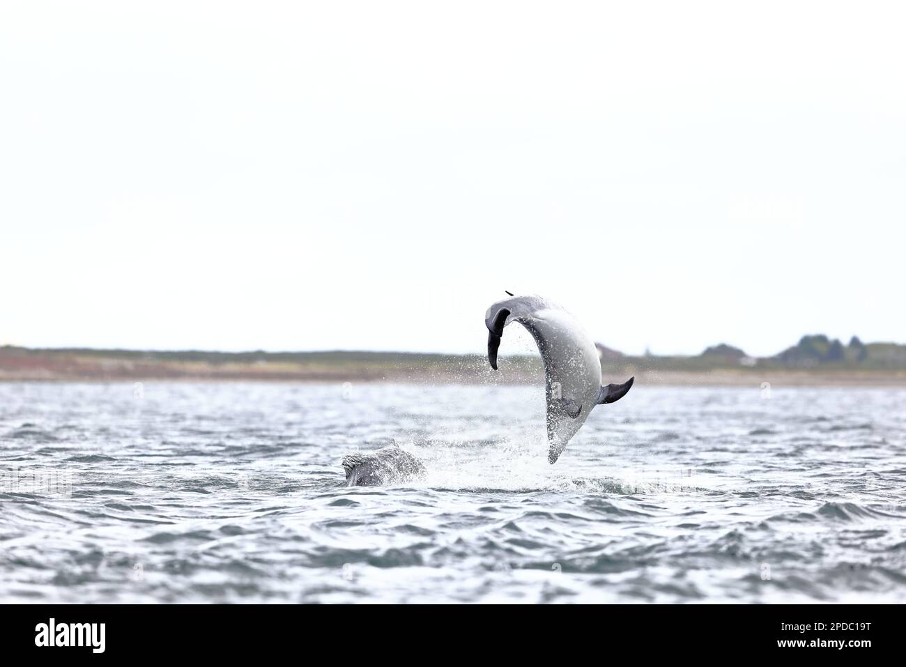 large male bottlenose dolphin called Prism breaching in happy fashion at Channonry point in ...