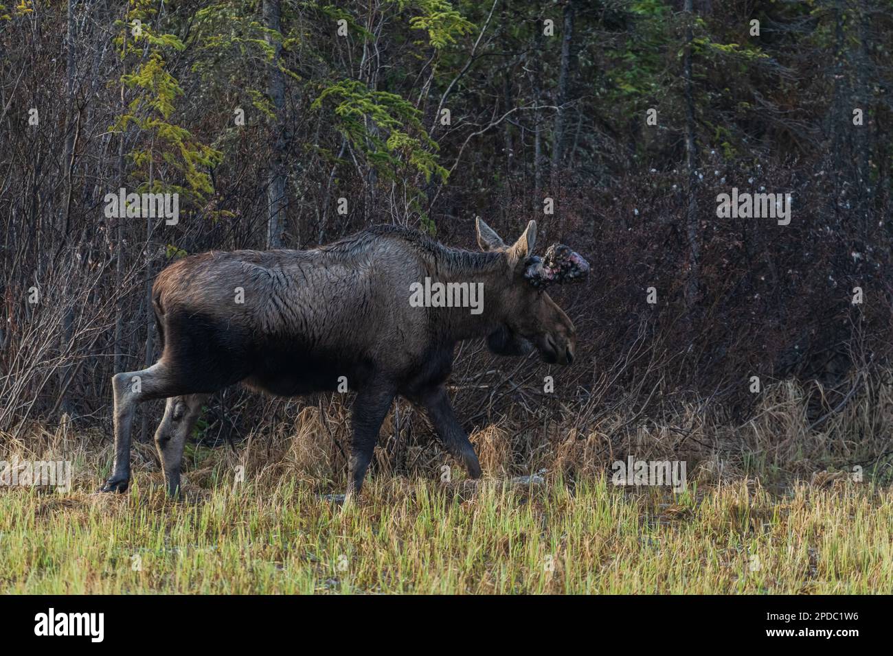 Side profile of a large adult moose taken in Yukon Territory, northern ...