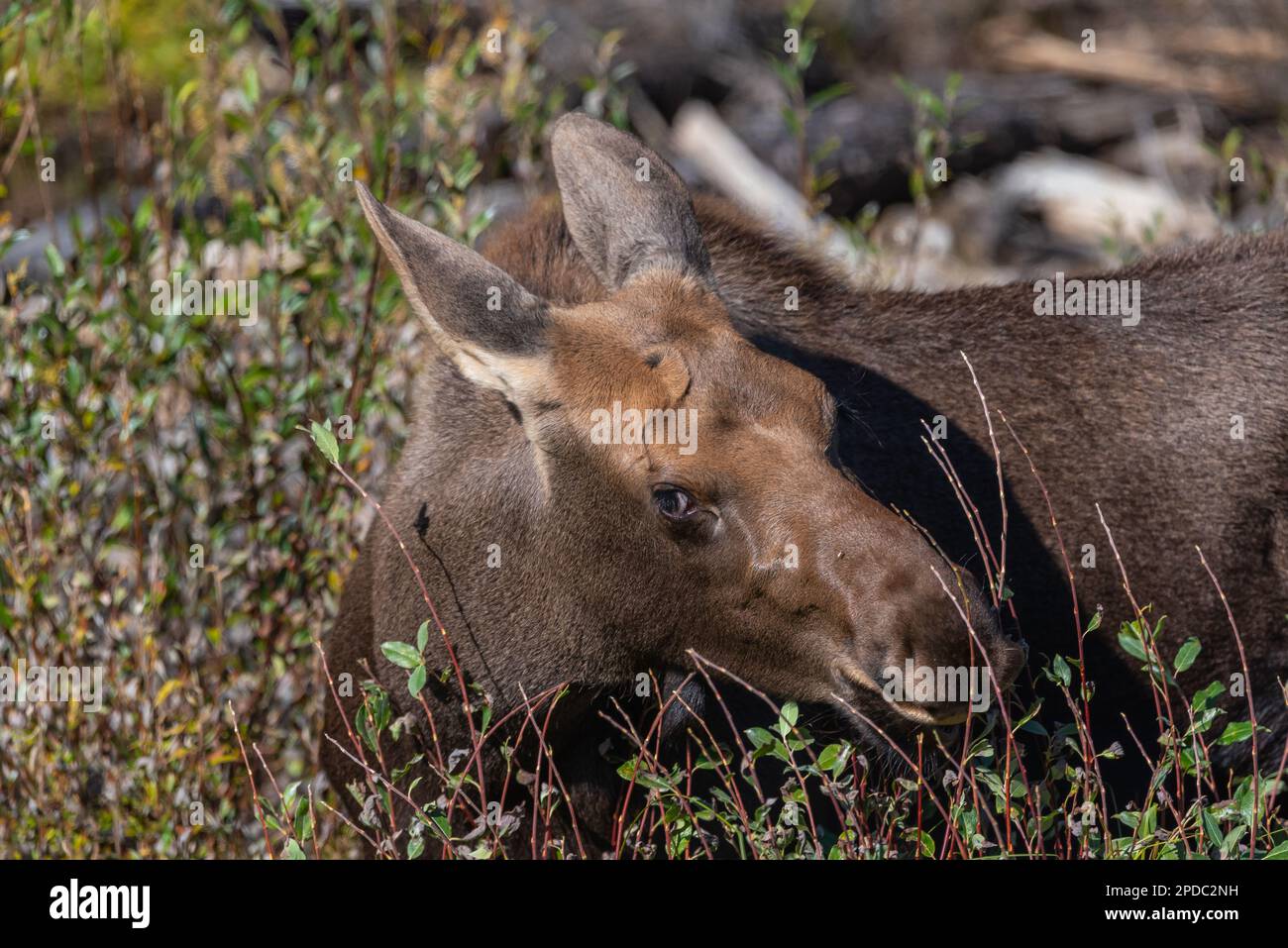 Young calf moose seen in Yukon Territory, northern Canada in the summer ...