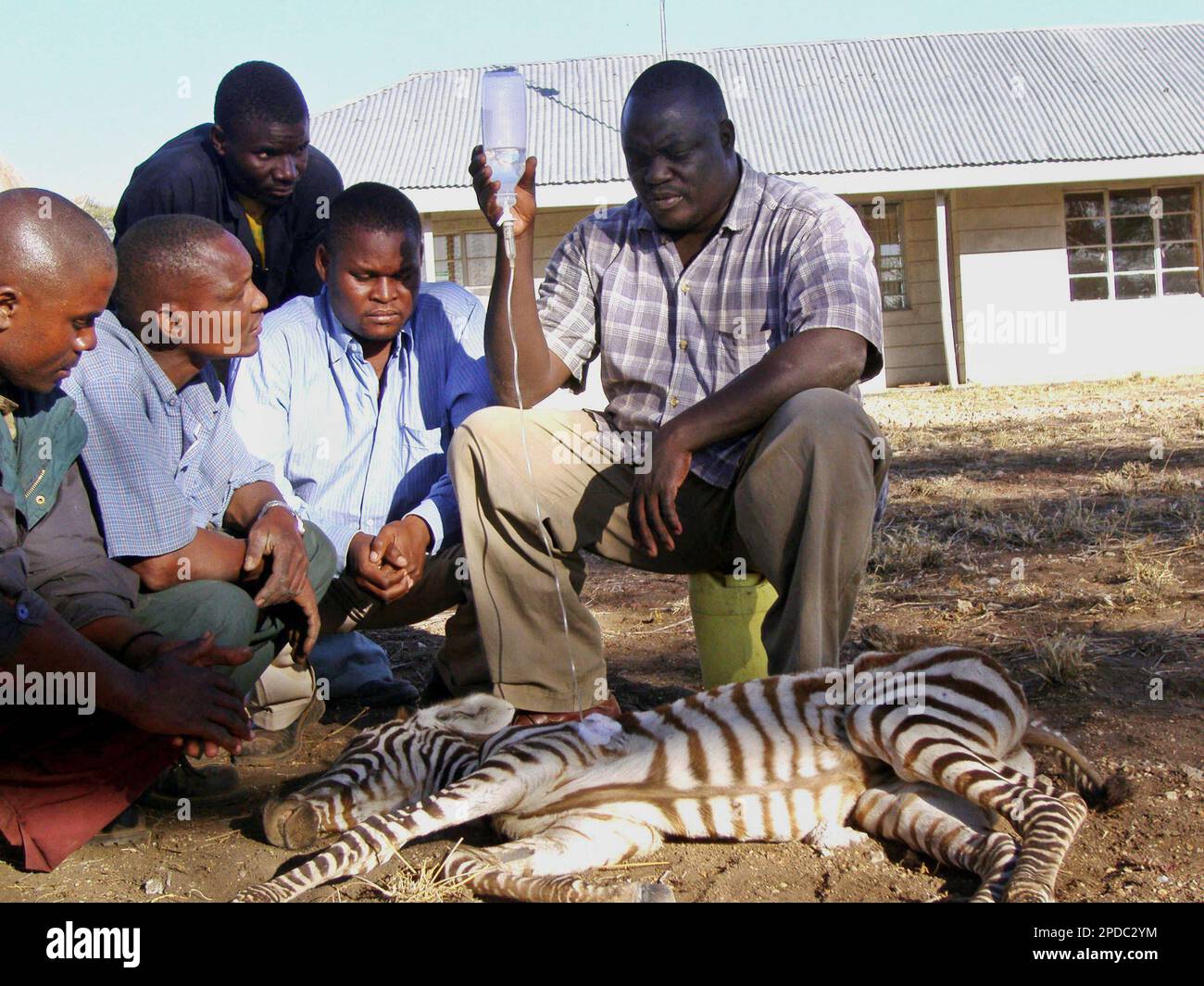 A veterinarian from the Tanzania national park authority holds a ...