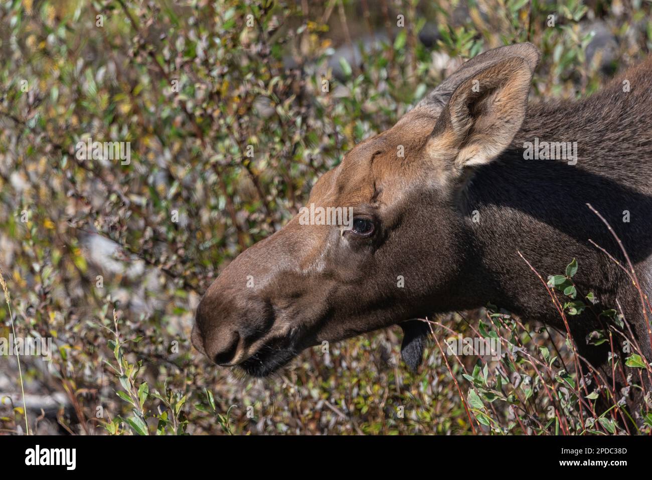 Young calf moose seen in Yukon Territory, northern Canada in the summer ...