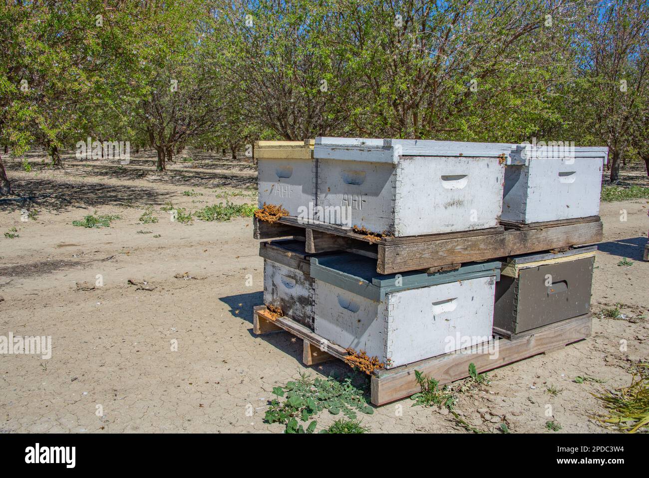 Honeybee pollinators hives placed in an almond orchard near the end of ...