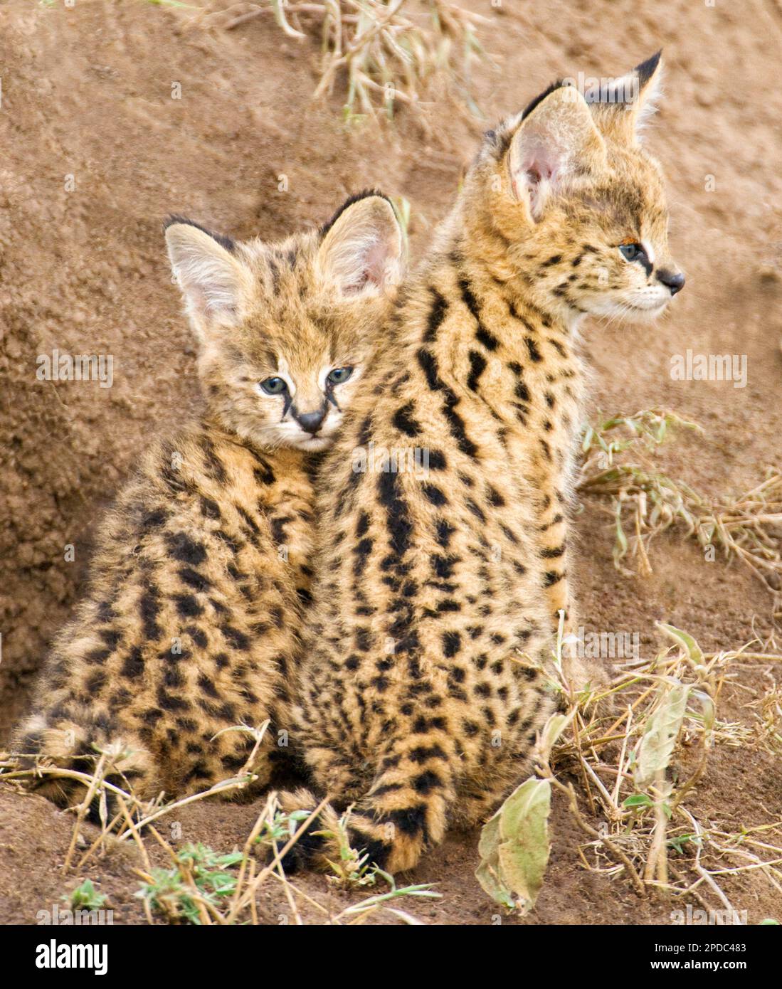 Serval Kittens In The Wild
