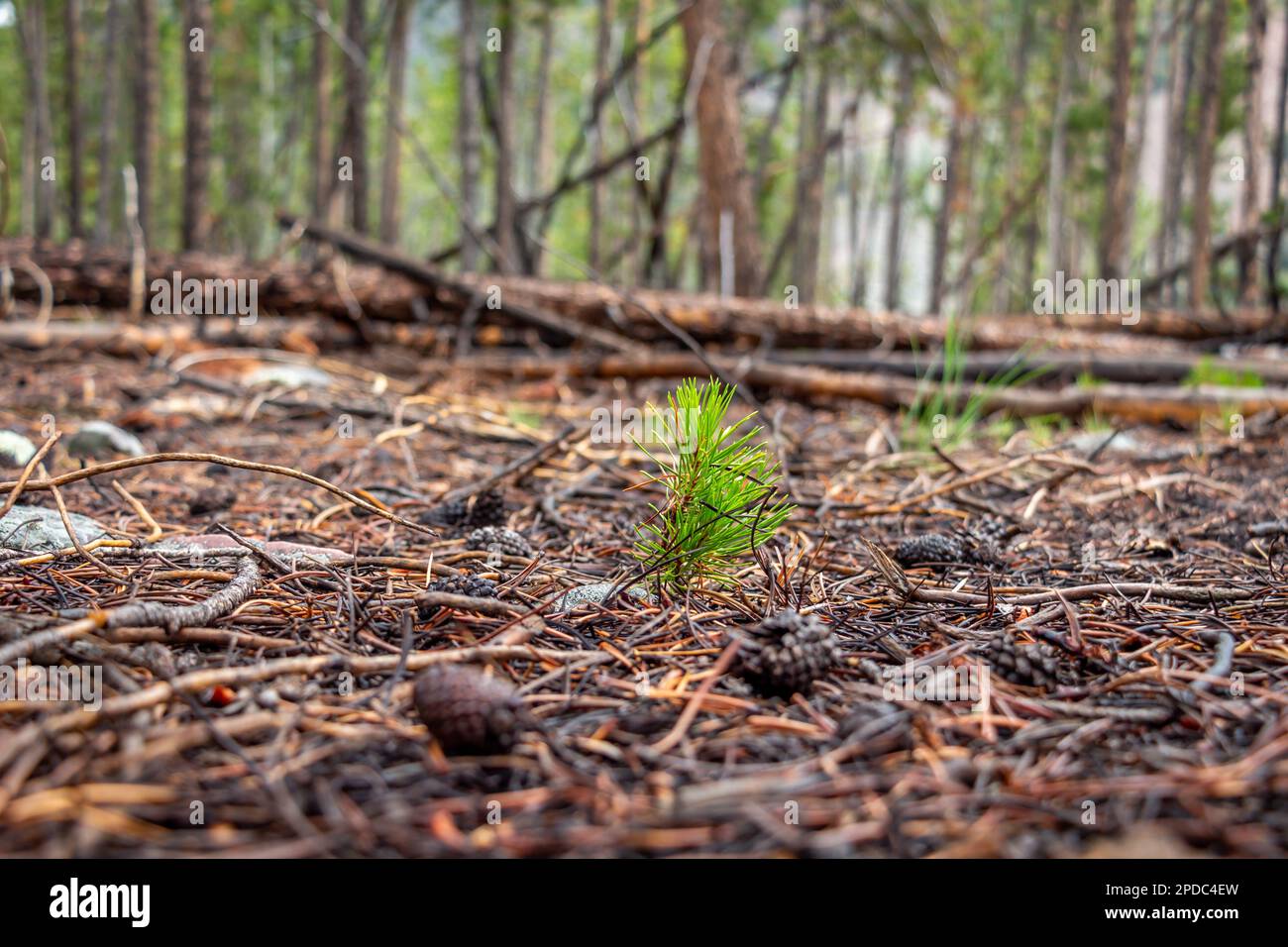 Tree bough hi-res stock photography and images - Alamy