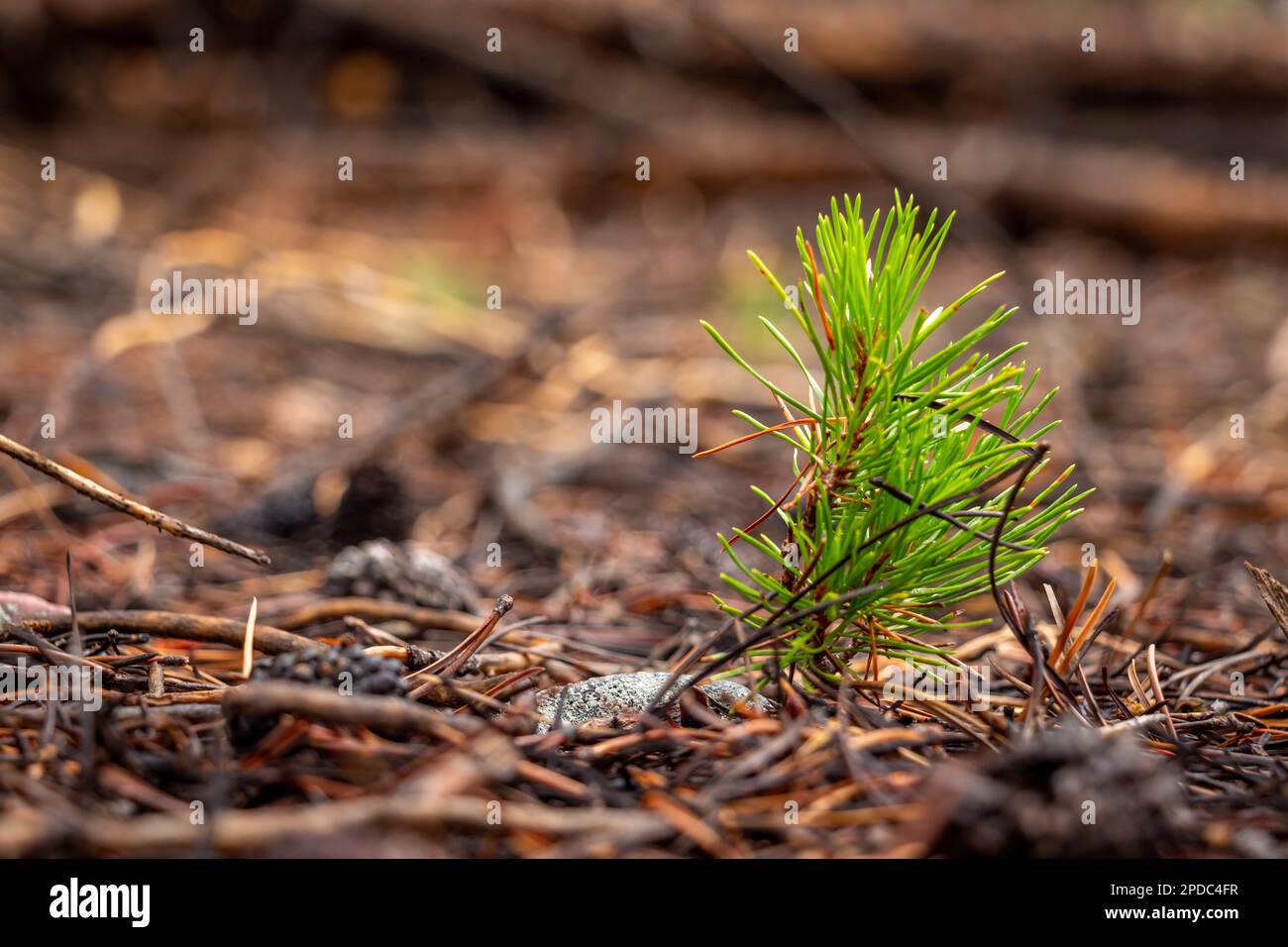 Shallow depth of field close up of a small new pine tree bough Stock ...