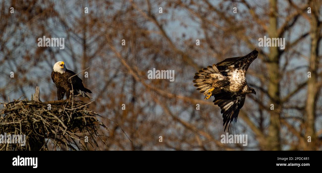 Two eagles in flight above a nest made from natural materials Stock ...