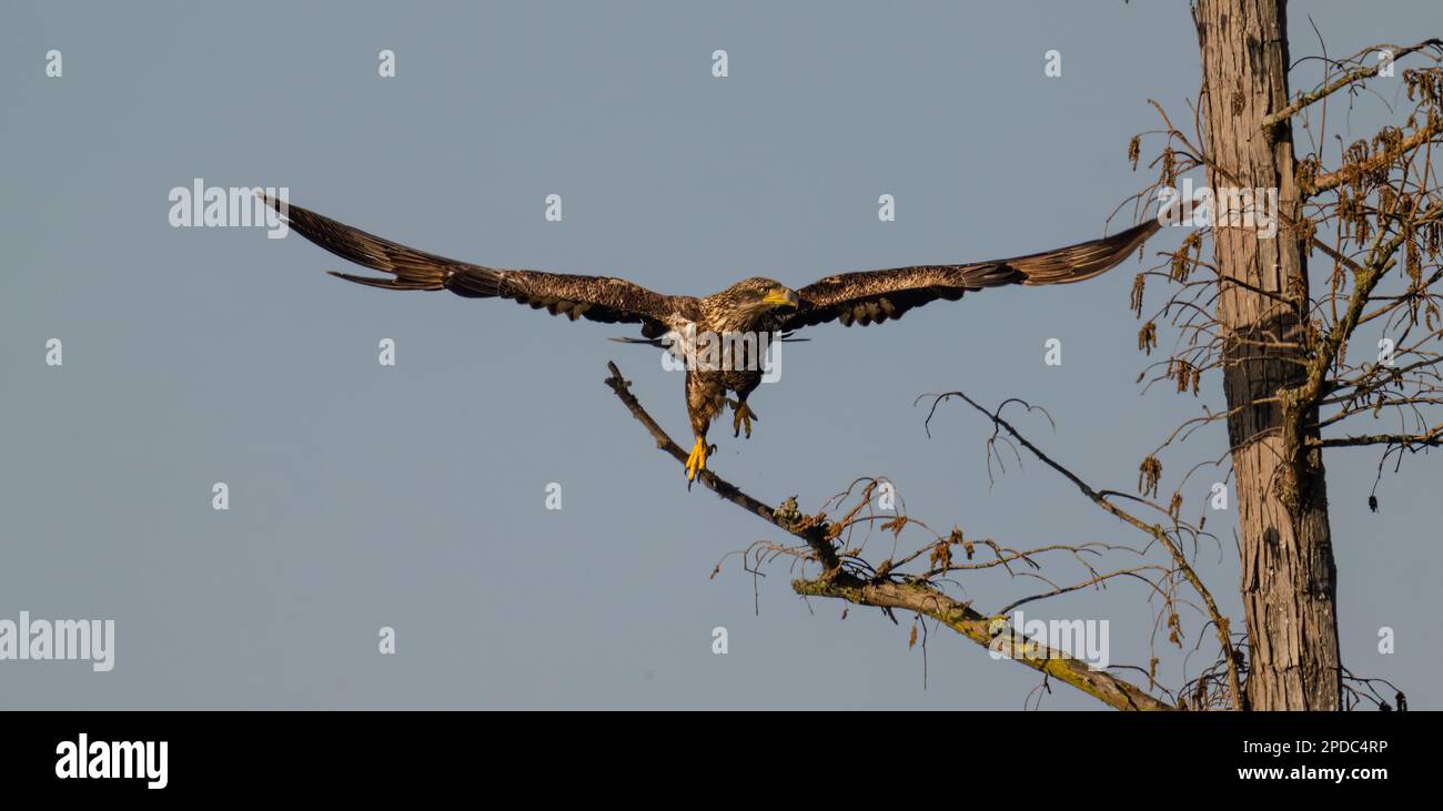 Steppe Eagle Habitat