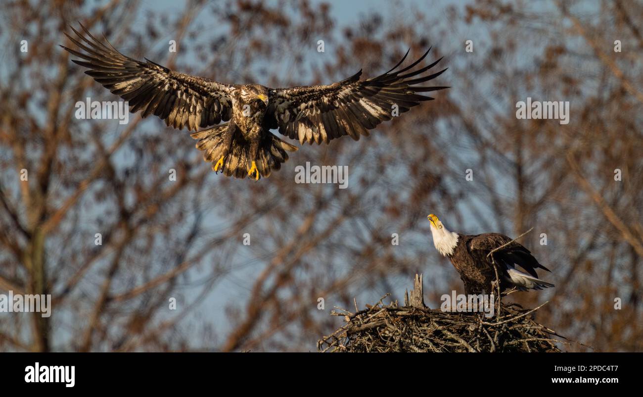 Two eagles in flight above a nest made from natural materials Stock ...