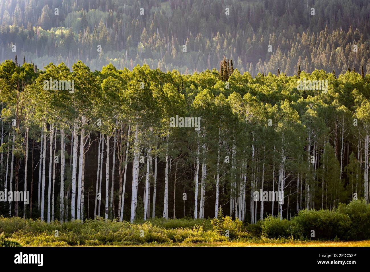 Rows of Aspen Trees in the Forest at Day During the Summer Stock Photo ...