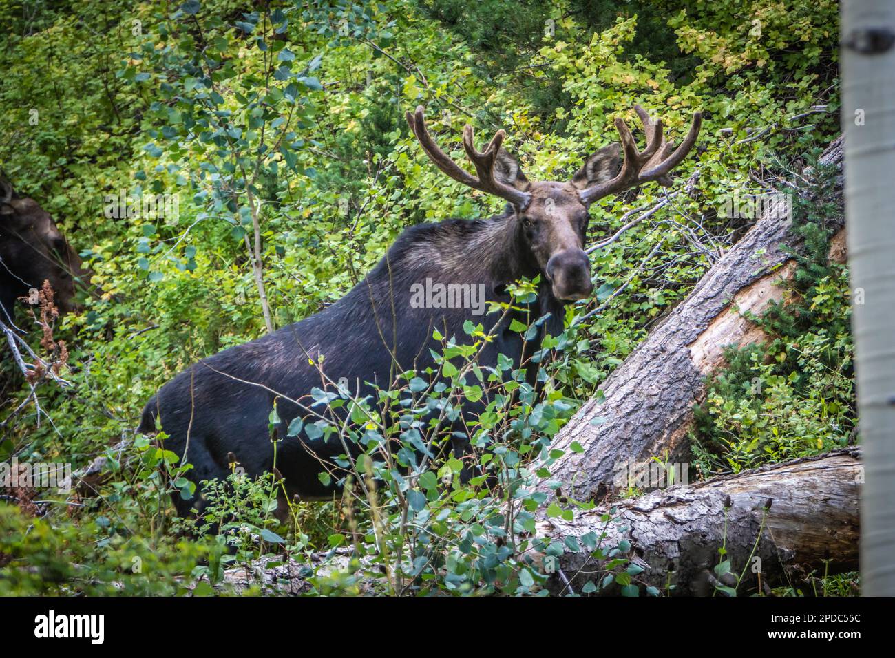 Adult Male Bull Moose Standing in the Forest During the Summer Stock ...