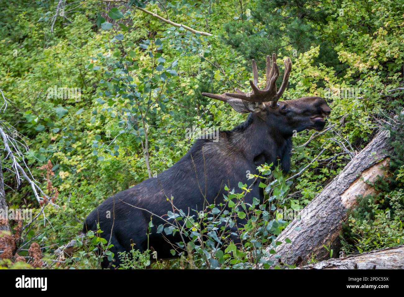 Adult Male Bull Moose Standing in the Forest During the Summer Stock ...