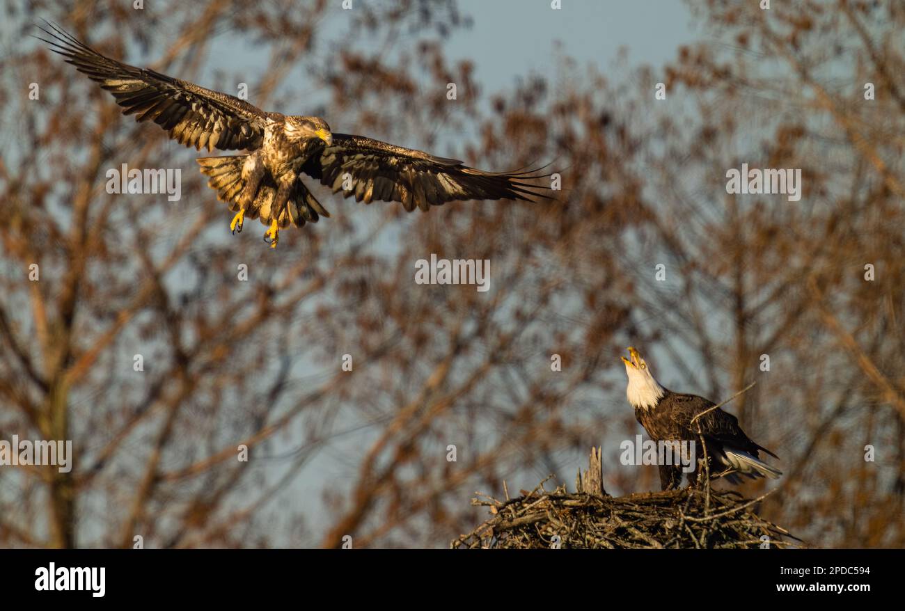 Two eagles in flight above a nest made from natural materials Stock ...