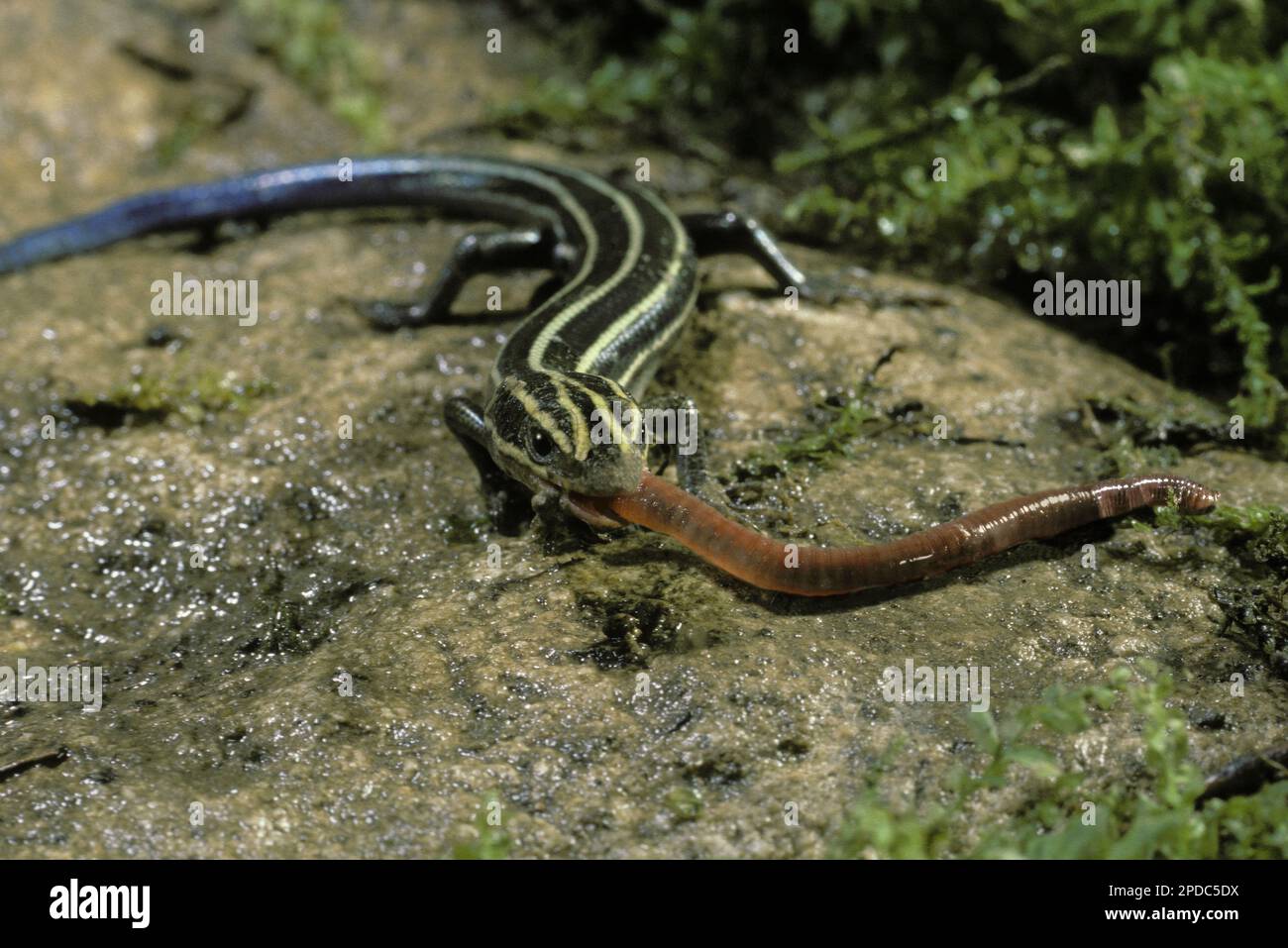 A Five-lined skink, Eumeces fasciatus, standing on a rock with mouth ...