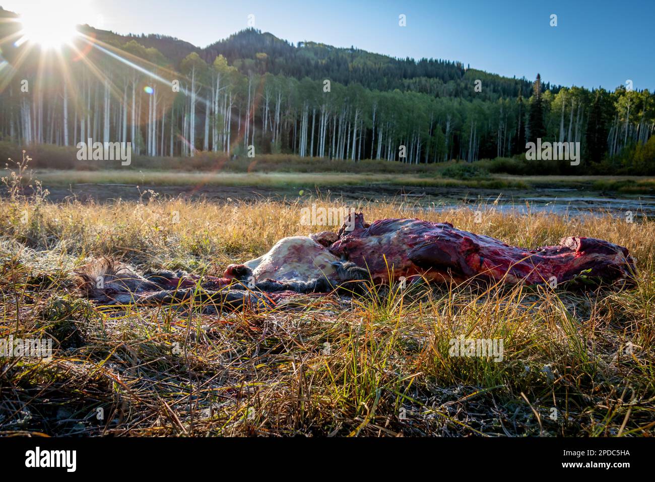 Skinned cow hi-res stock photography and images - Alamy