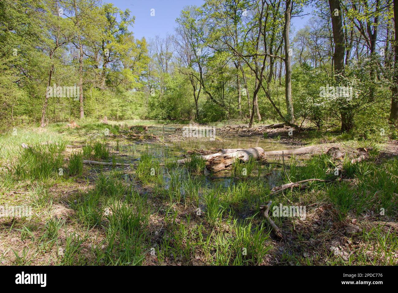 Alluvial pond in the forest at the confluence of the Morava and Dyje ...
