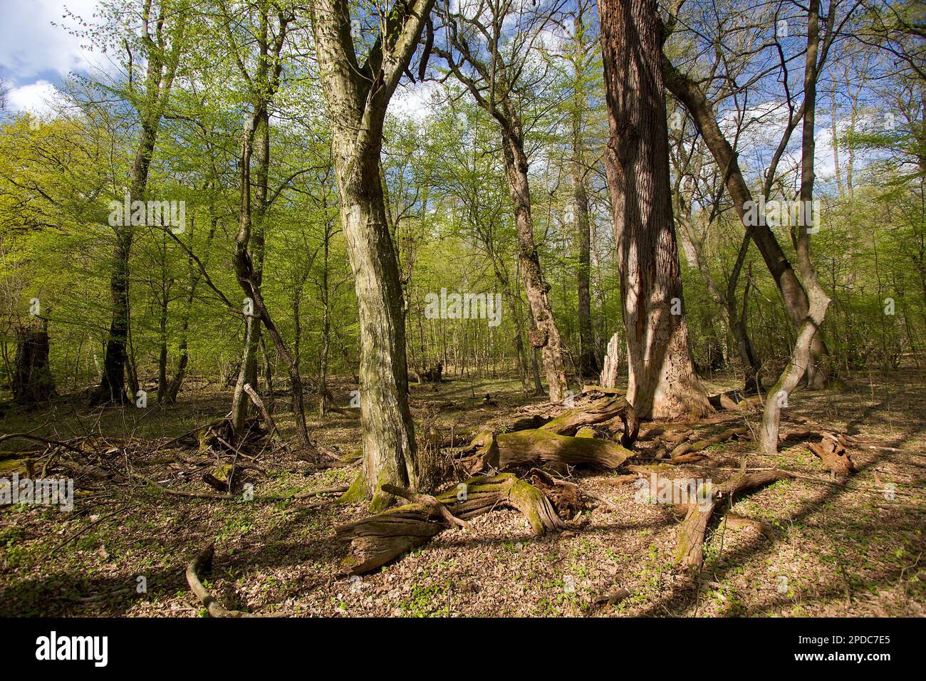 Alluvial forest at confluence of Morava and Dyje rivers in the Czechia ...