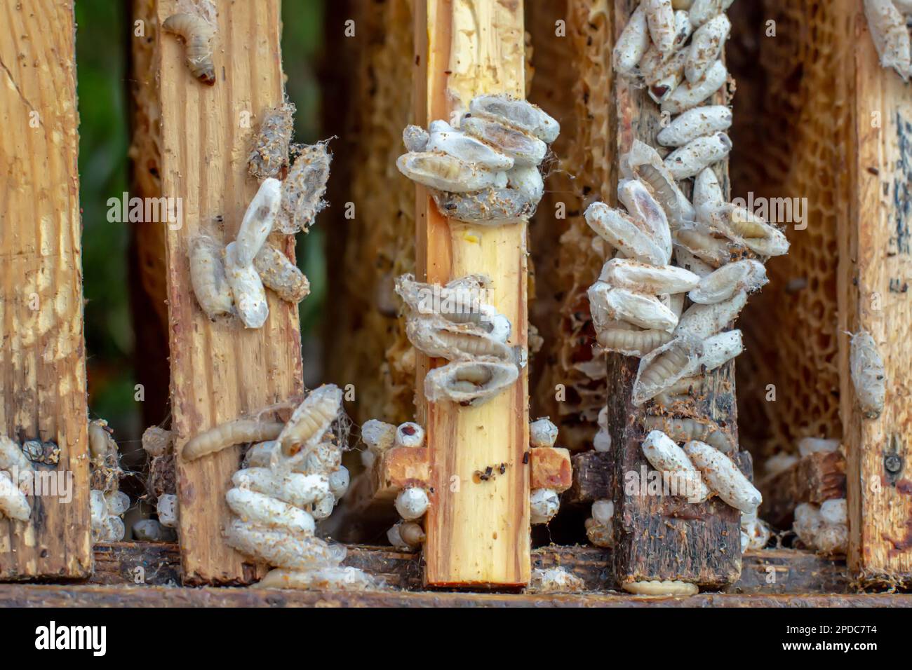 Fully-grown larvae form cocoons in comb debris, attached to frame or ...