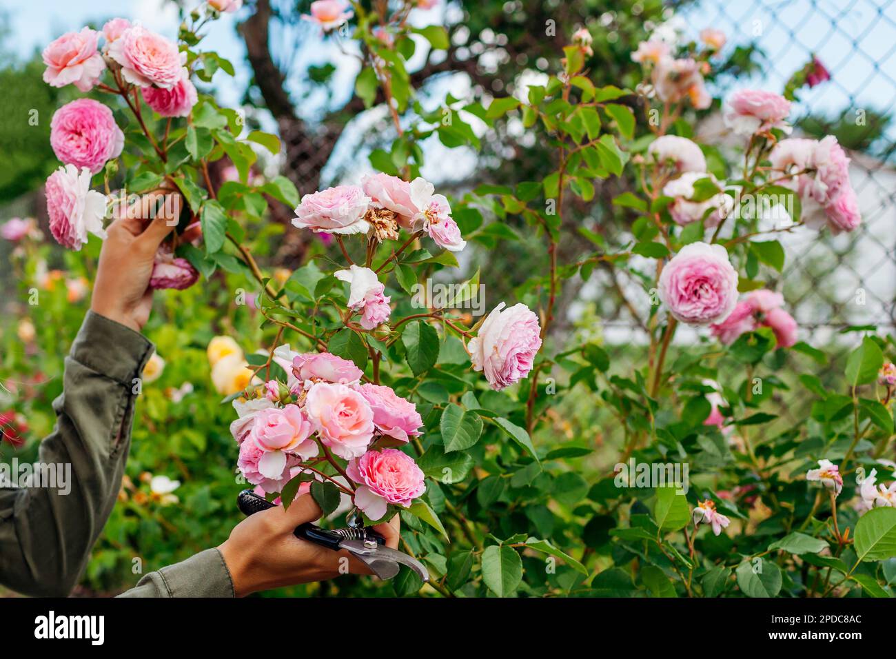 Close up of blooming pink roses flowers in sunny summer garden. Woman ...