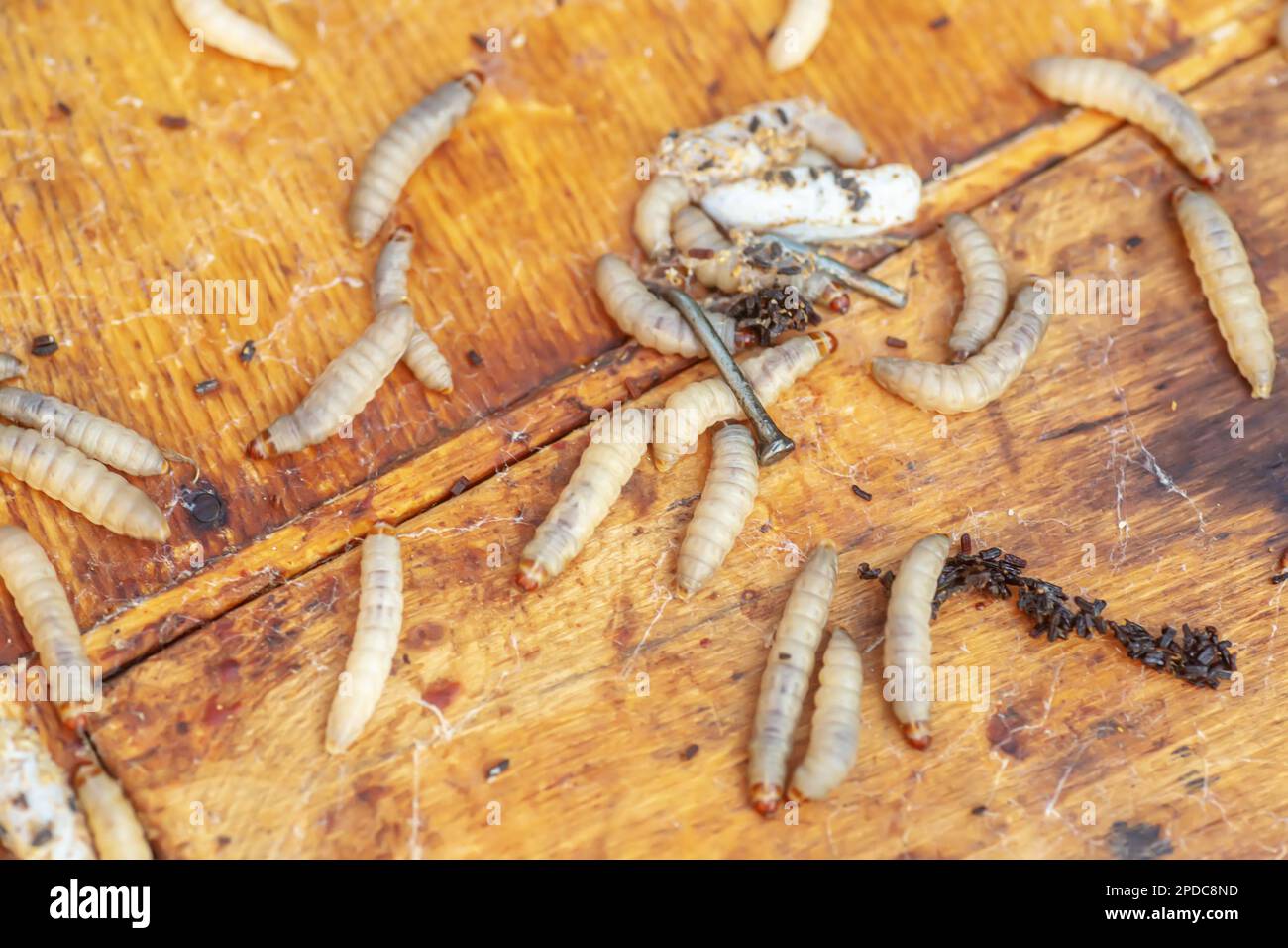 Fully-grown larvae form cocoons in comb debris, attached to frame or ...