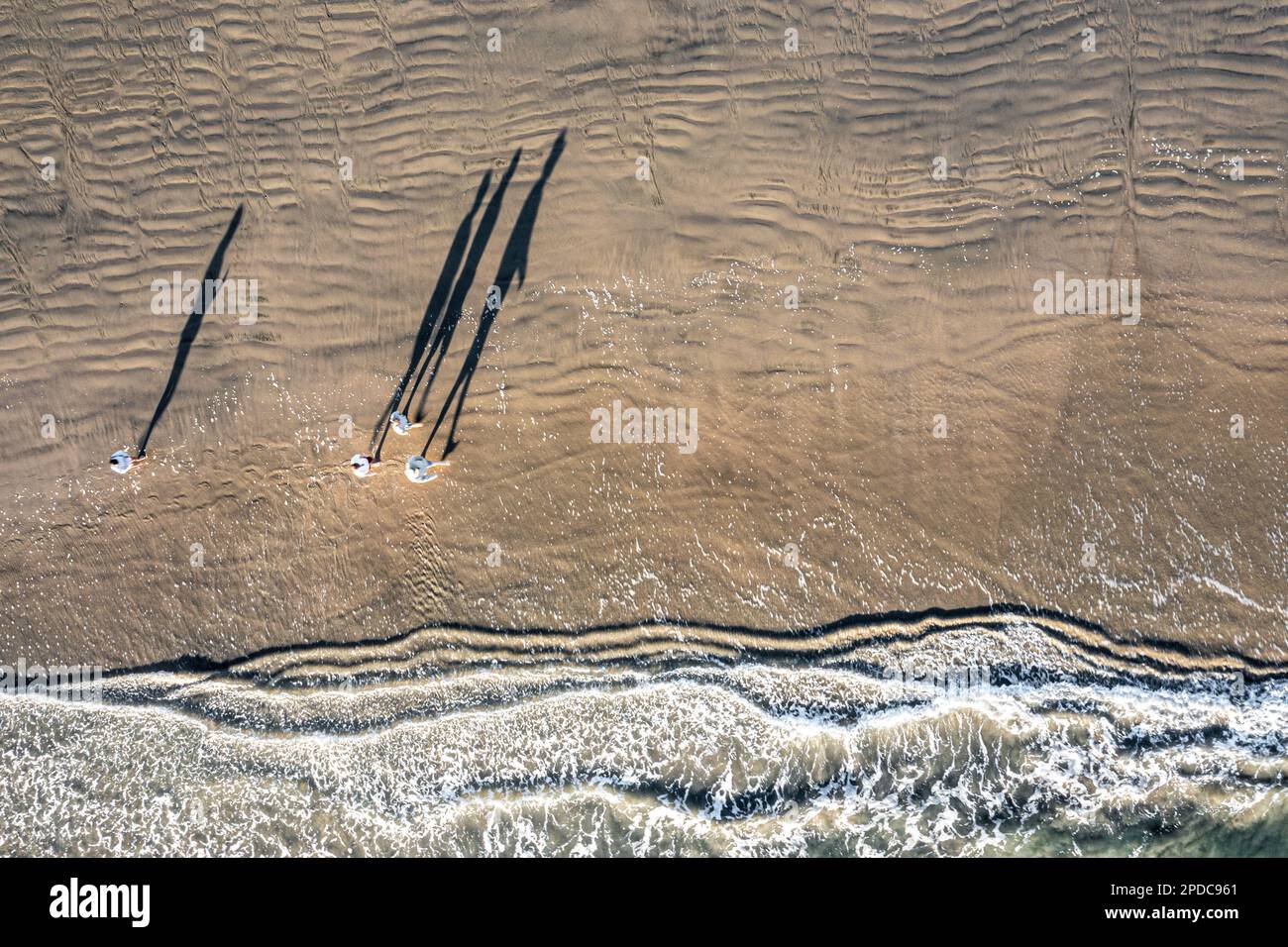 Aerial drone looking directly down on Pacific Ocean Beach of people ...