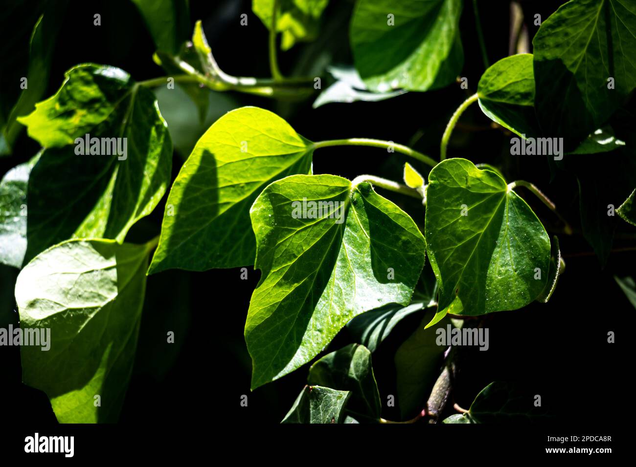 Lit bright summer sun hi-res stock photography and images - Alamy