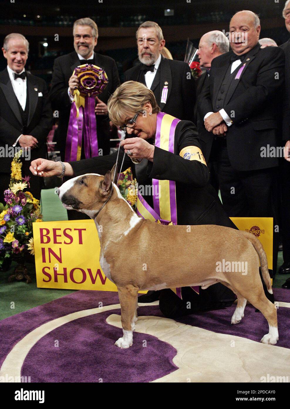 Rufus, a colored bull terrier, poses for photographs with handler Kathy ...