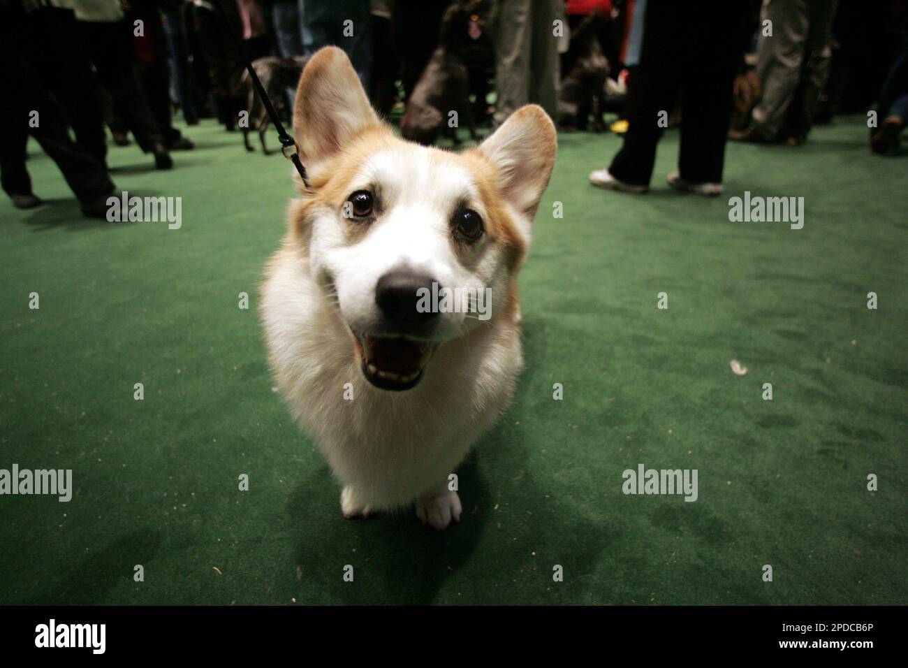 Bear, a Pembroke Welsh Corgi, waits to compete in the 130th Westminster ...