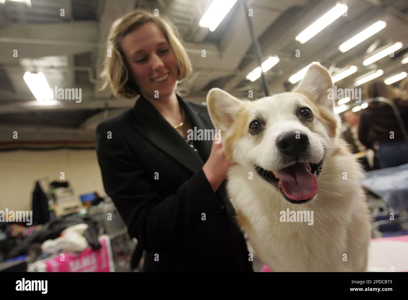 Bear, a Pembroke Welsh Corgi, is seen backstage with his handler after ...