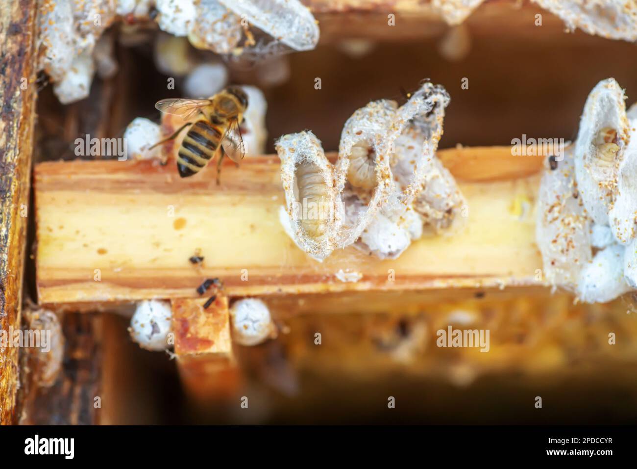 Fully-grown larvae form cocoons in comb debris, attached to frame or ...
