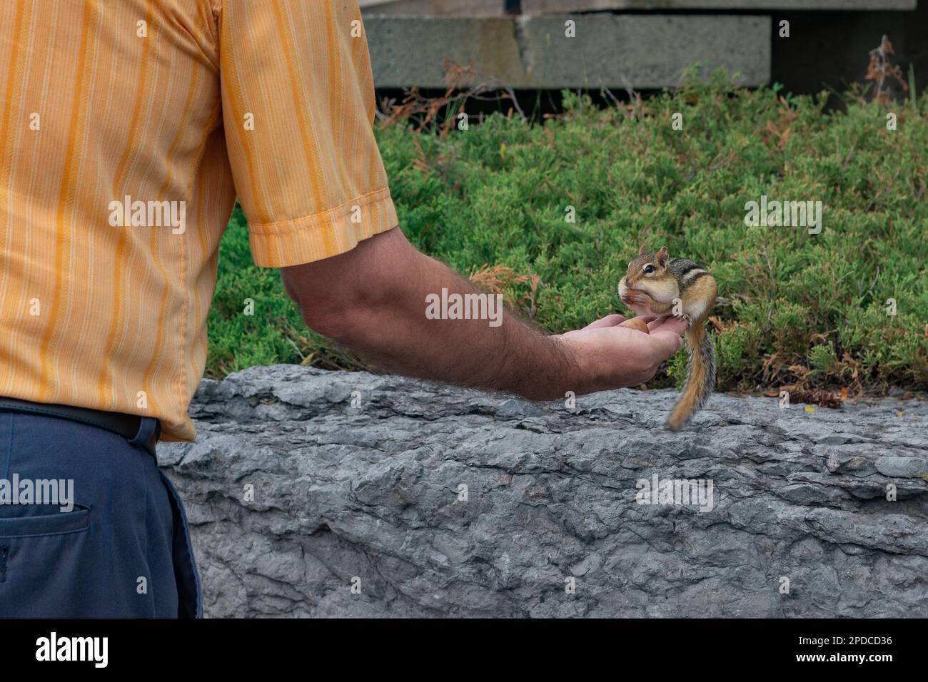 A small beautiful chipmunk, sitting on a man's hand, hides nuts behind ...