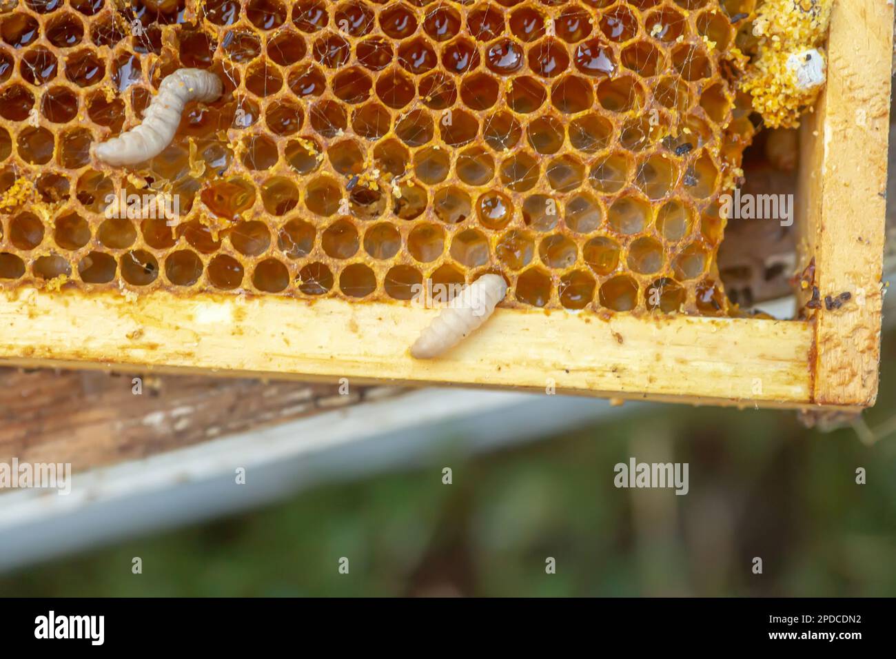 Waxworms, caterpillar larvae of wax moths, on damaged beeswax, frame ...