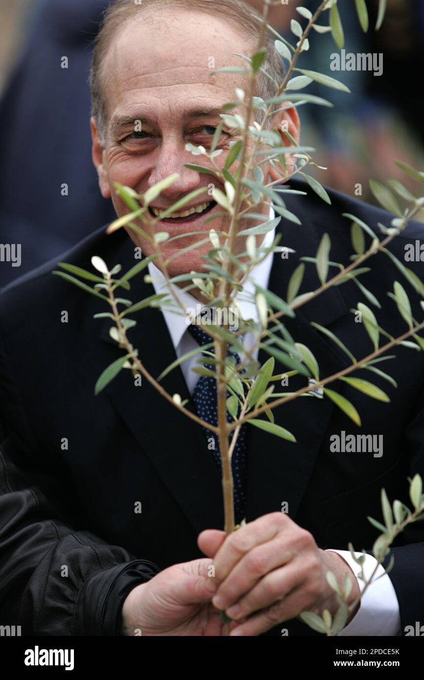 Acting Israeli Prime Minister Ehud Olmert holds an olive tree branch ...