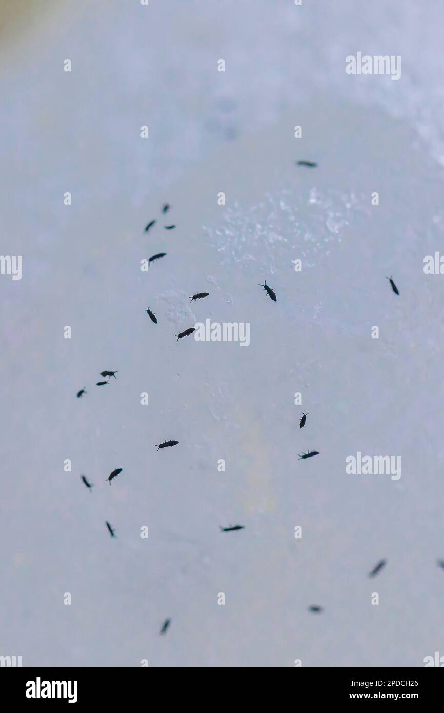 Snow Fleas, Hypogastrura nivicola, on Curtains ice formation used by ...