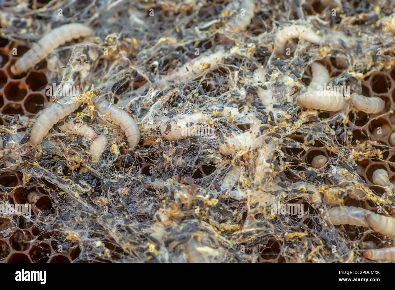 Waxworms, caterpillar larvae of wax moths, on damaged beeswax, frame with waxed wax moth Stock ...