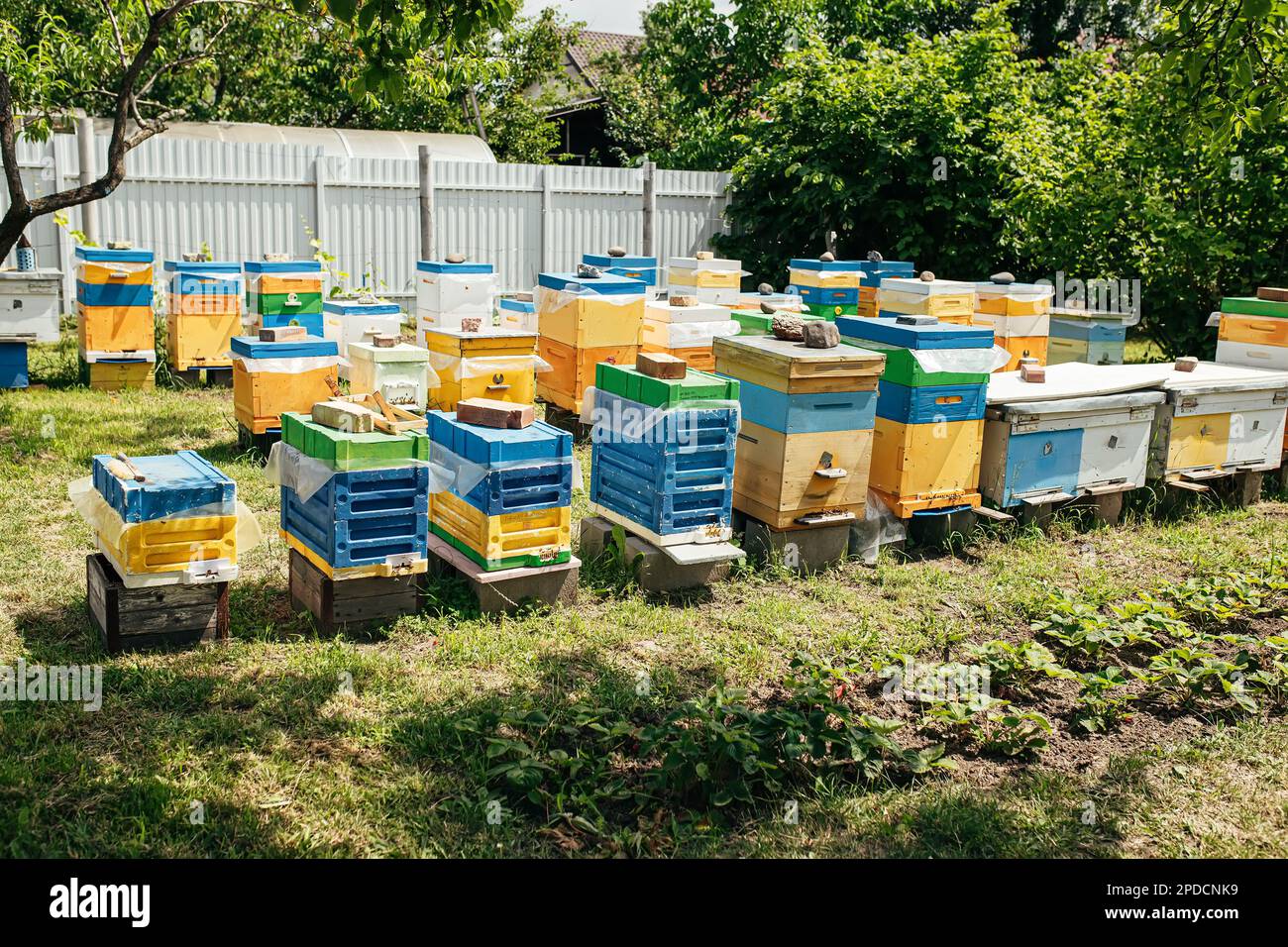 Bees at old hive entrance. Bees returning from honey collection to ...
