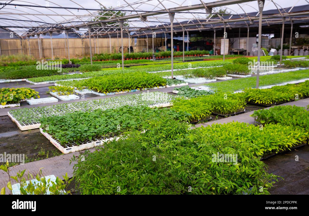 Growing seedlings of vegetables at plant nursery Stock Photo - Alamy