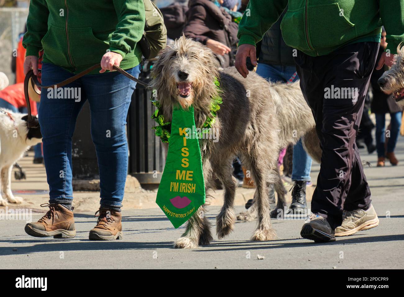 Irish bloodhound hi-res stock photography and images - Alamy