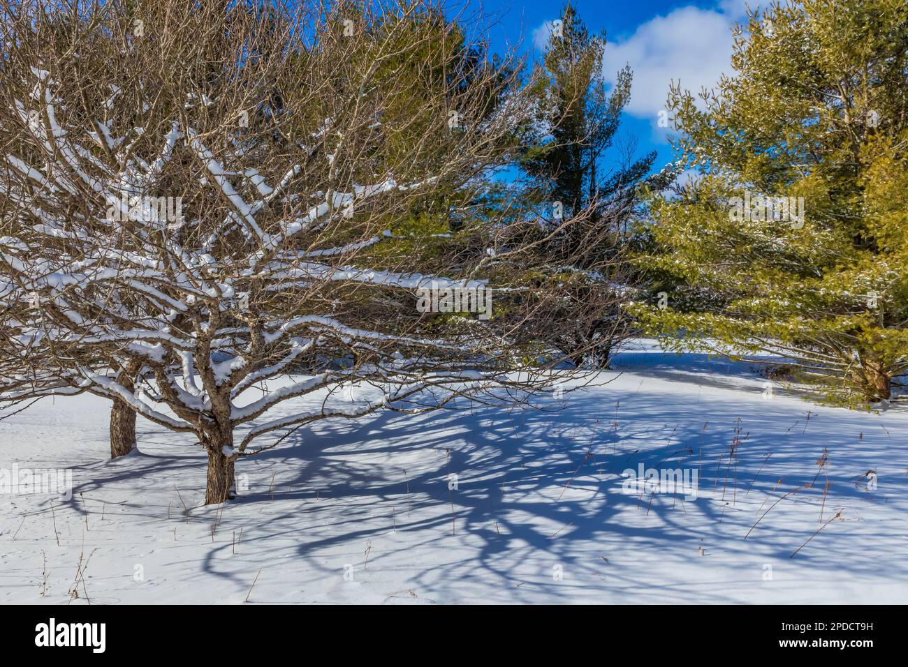 Trees on a long-gone farm clearing along Munising Ski Trails at ...