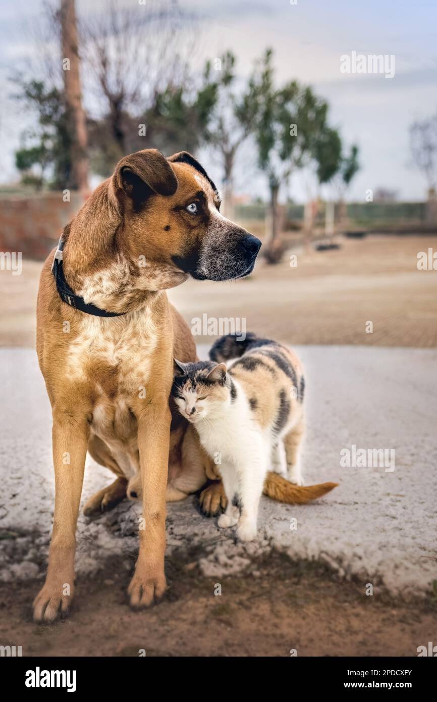Boxer husky dog and cat are best friends together on the yard Stock ...