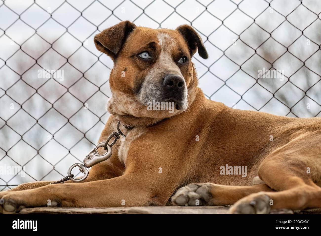 Unhappy boxer husky dog with blue eyes on the chain on the back yard ...