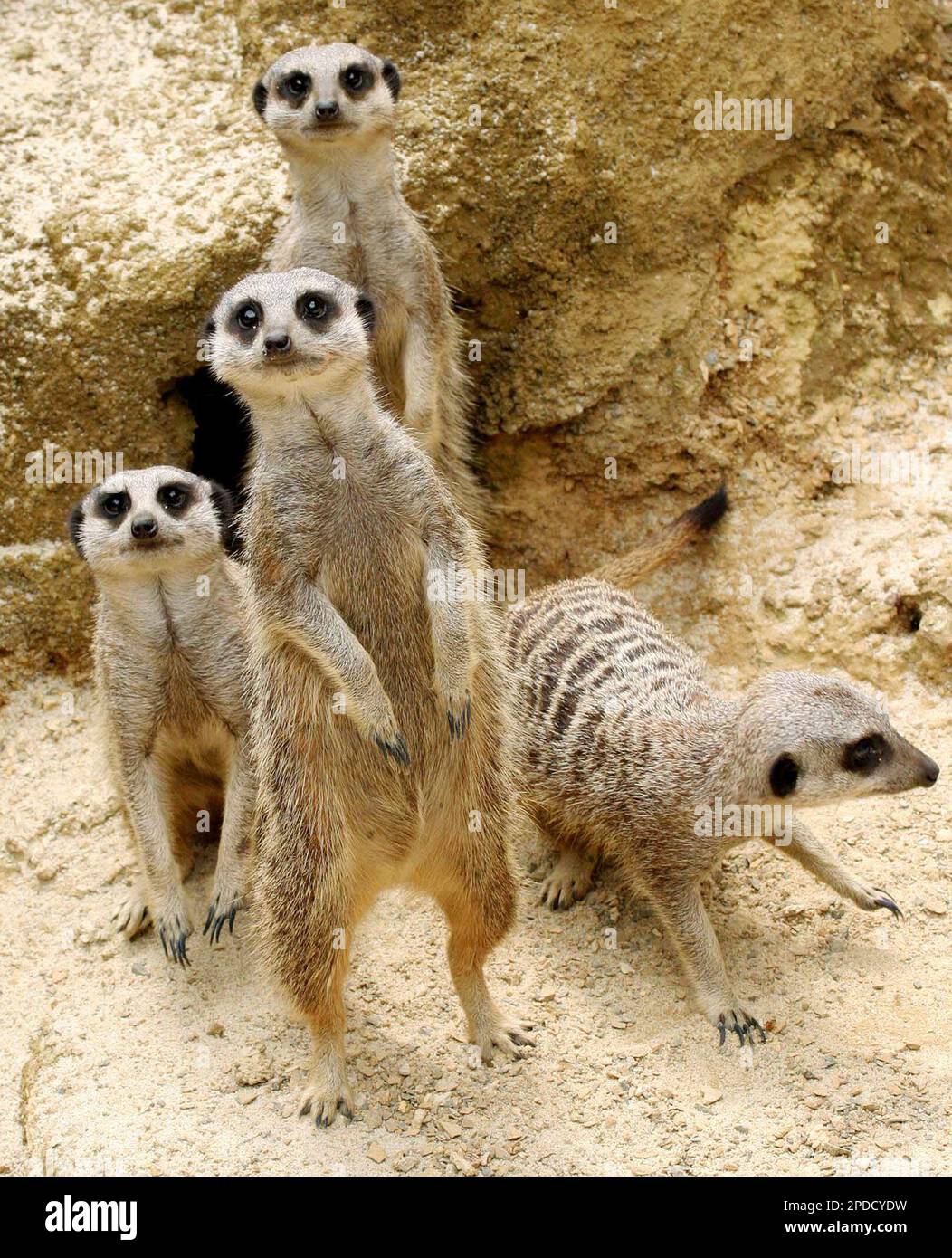 Suricatas, the news residents of the zoo in Cali, Colombia, Tuesday ...