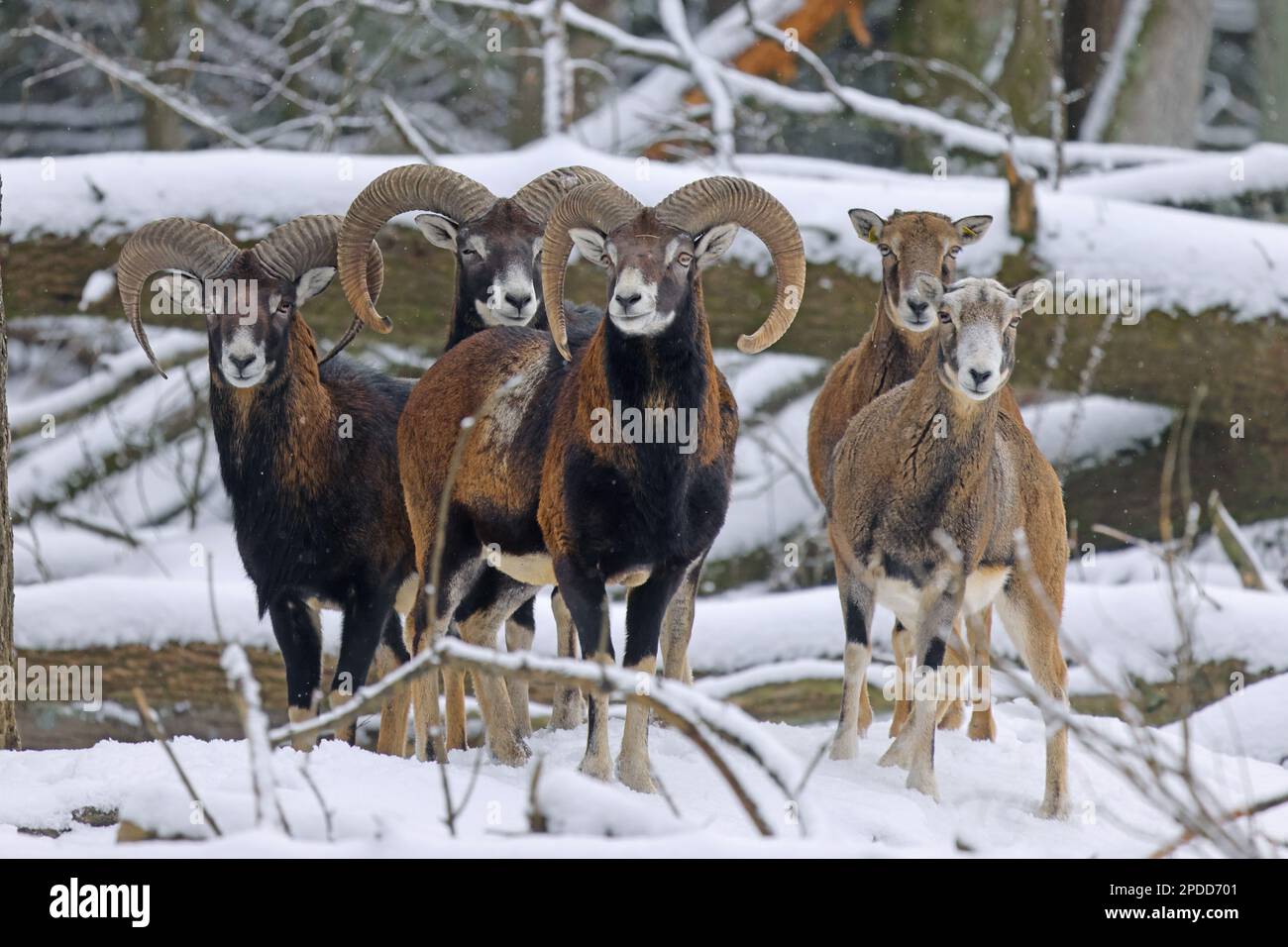 Mouflon (Ovis musimon, Ovis gmelini musimon, Ovis orientalis musimon ...