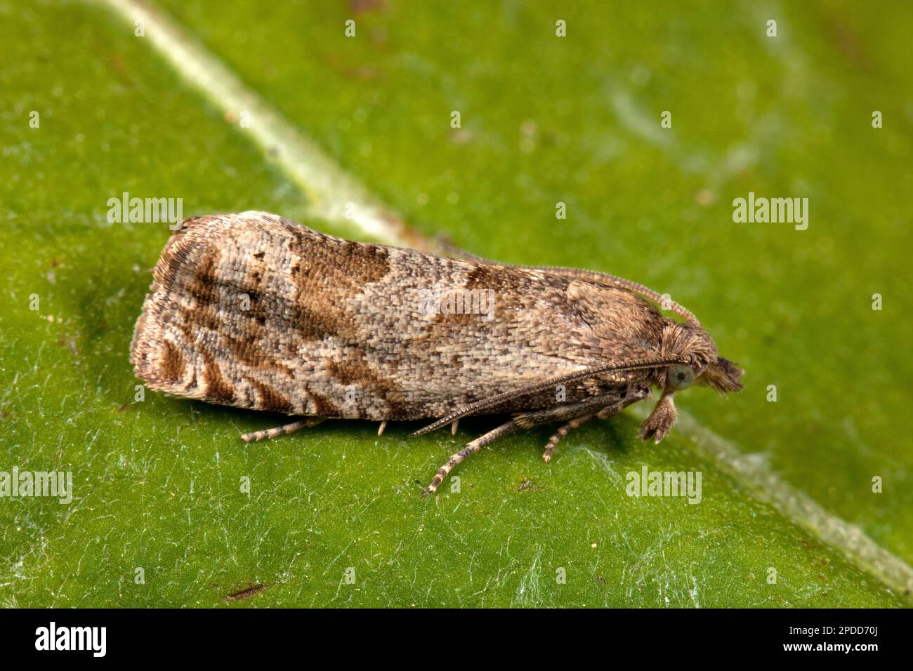 Tortrix moth (Eriopsela quadrana), sitting on a leaf, side view ...