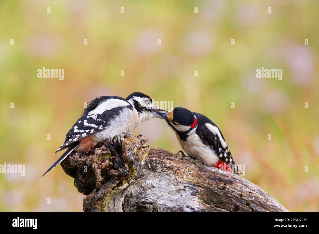 Great spotted woodpecker (Picoides major, Dendrocopos major), couple ...