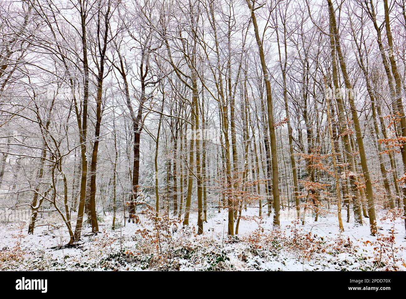 deciduous forest in winter, Germany, North Rhine-Westphalia Stock Photo - Alamy