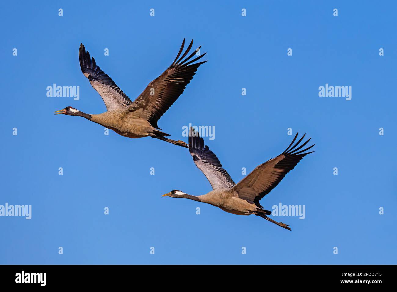 Common crane, Eurasian Crane (Grus grus), two cranes in flight, Sweden ...