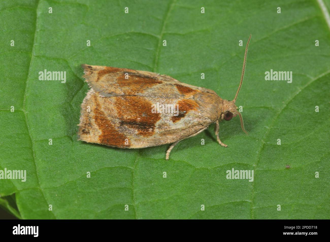 fruit tree tortrix, brown oak tortrix, oak red-barred twist (Archips ...